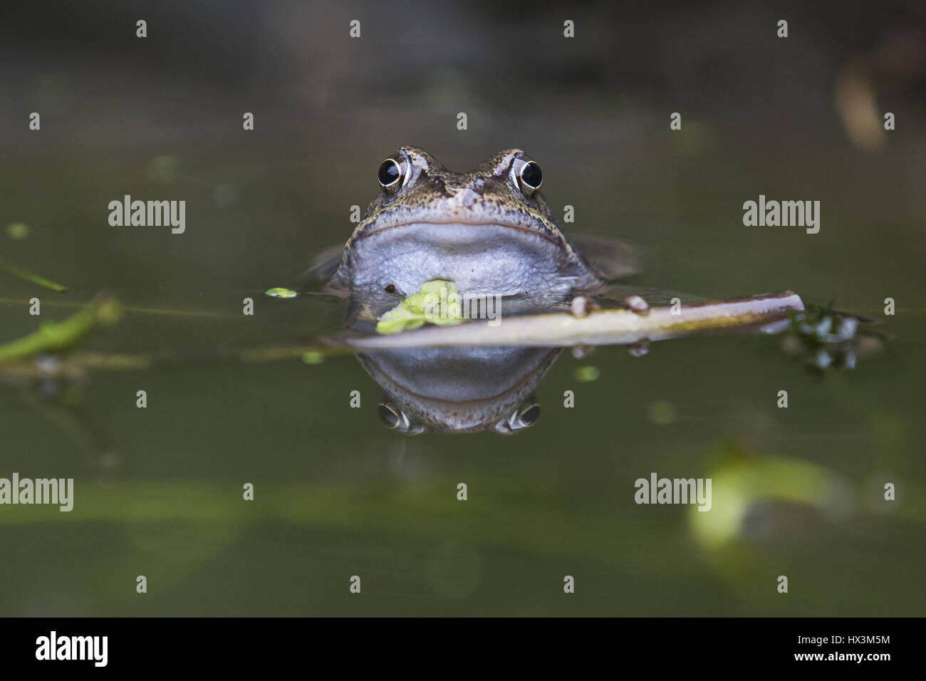 Clumps of frog spawn hi-res stock photography and images - Alamy