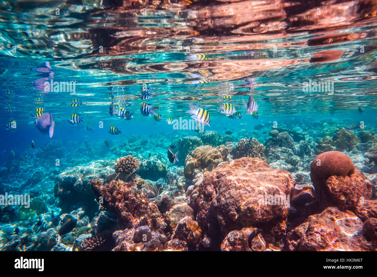 Indian ocean reef fish hi-res stock photography and images - Alamy