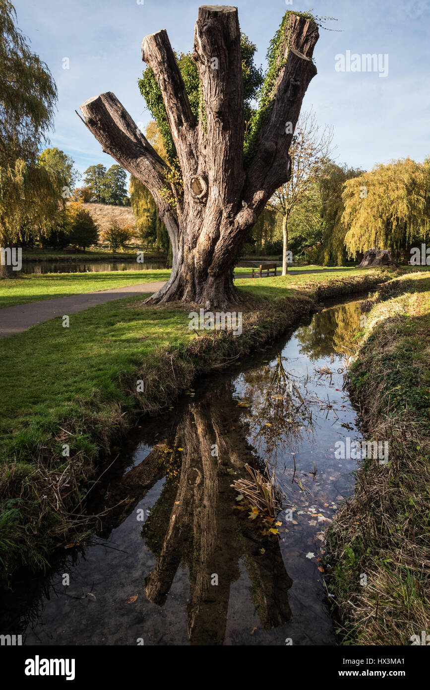 Truncated tree hi-res stock photography and images - Alamy