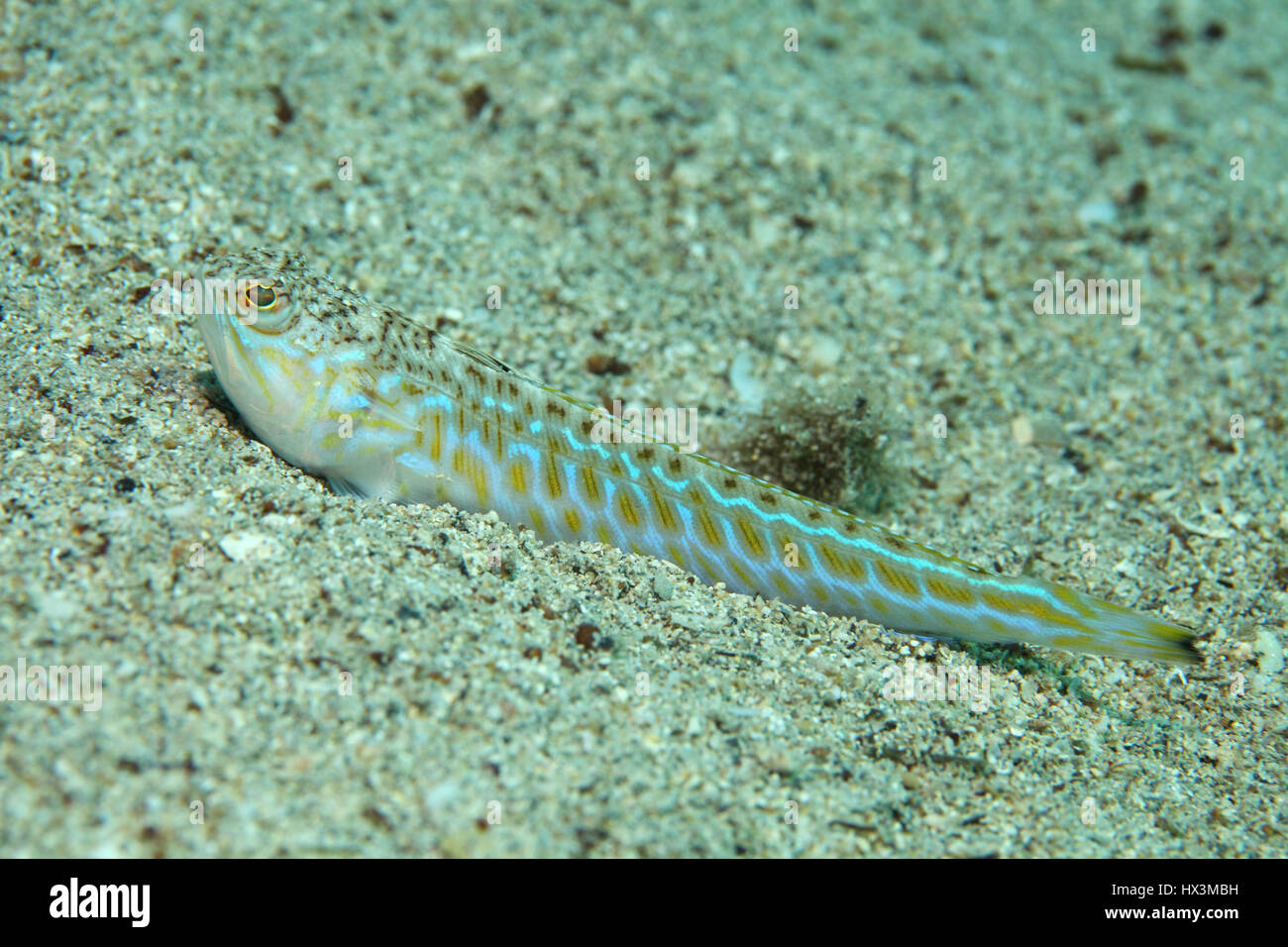 Greater weever fish (Trachinus draco) underwater on sandy sea floor of ...