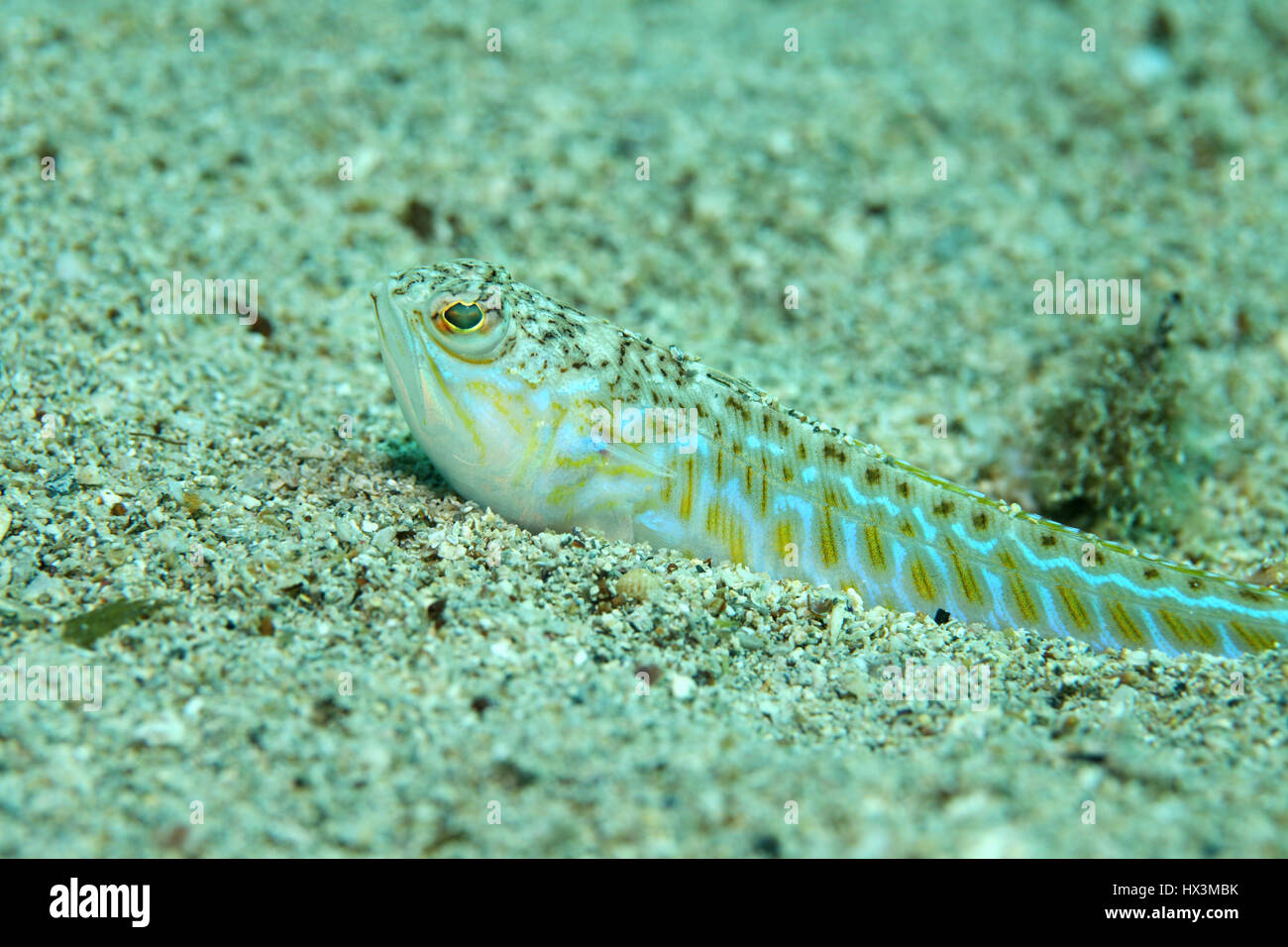 Weever fish hi-res stock photography and images - Alamy