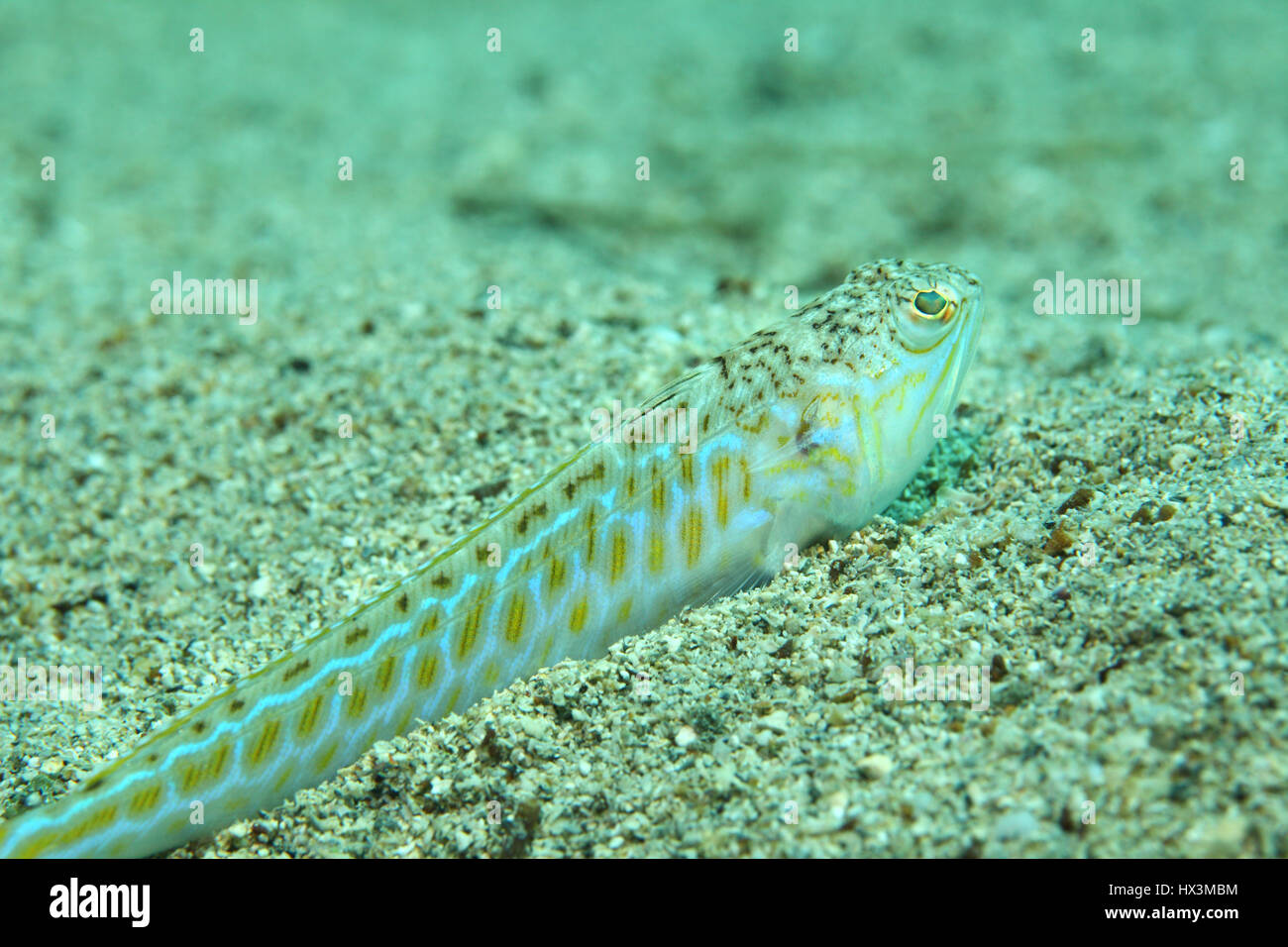 Greater weever fish (Trachinus draco) underwater on sandy sea floor of ...