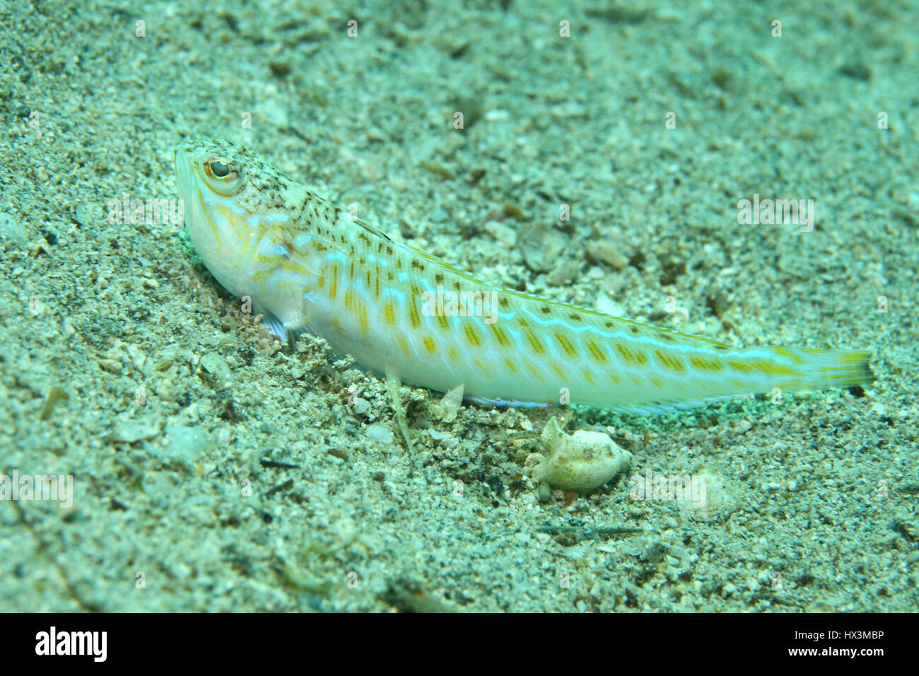 Greater weever fish (Trachinus draco) underwater on sandy sea floor of ...
