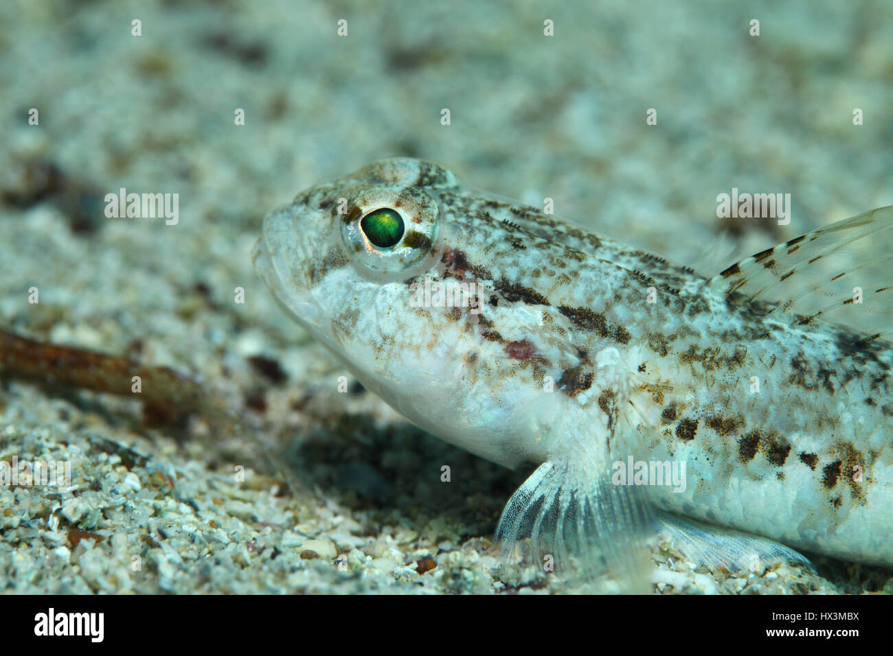 Slender goby fish (Gobius geniporus) underwater in the Mediterranean ...