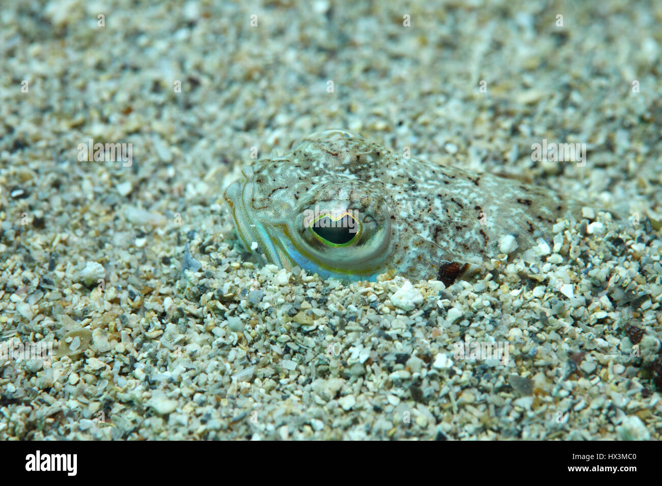 Greater weever fish (Trachinus draco) buried underwater in the sandy ...