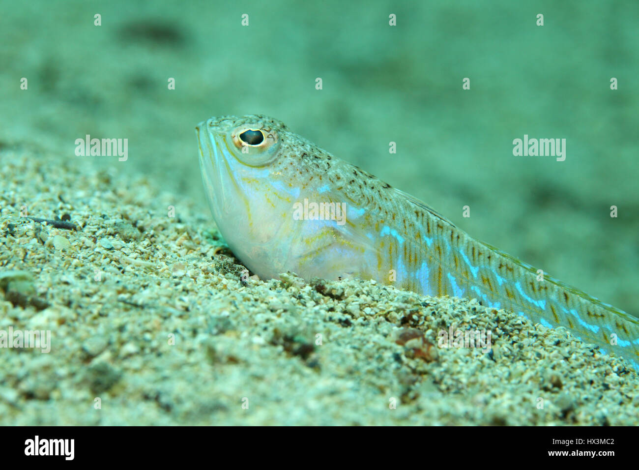 Greater weever fish (Trachinus draco) underwater on sandy sea floor of ...