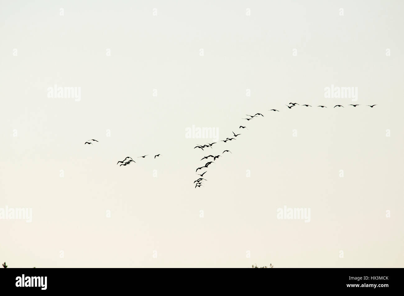 Taiga Bean Geese flying in the evening light over Wilderness Jüterbog ...