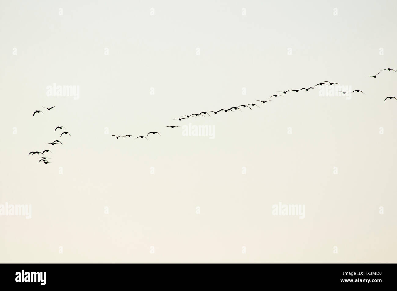 Taiga Bean Geese flying in the evening light over Wilderness Jüterbog ...