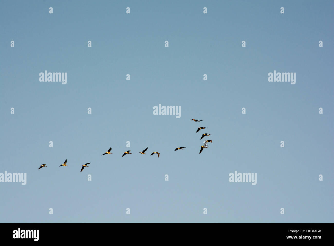 Taiga Bean Geese flying in the evening light over Wilderness Jüterbog ...