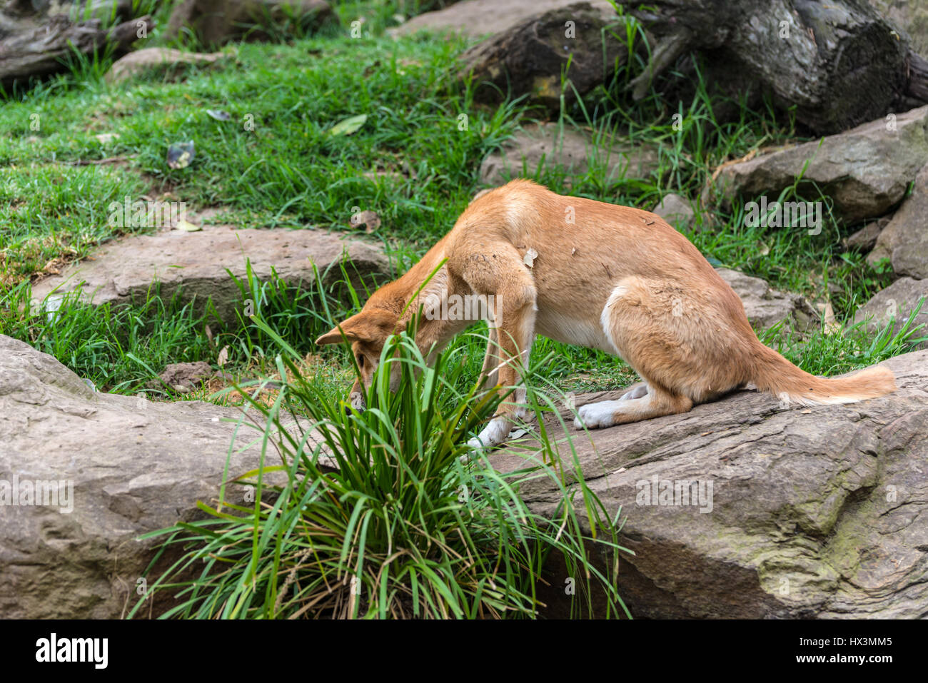Australian dingo hi-res stock photography and images - Alamy