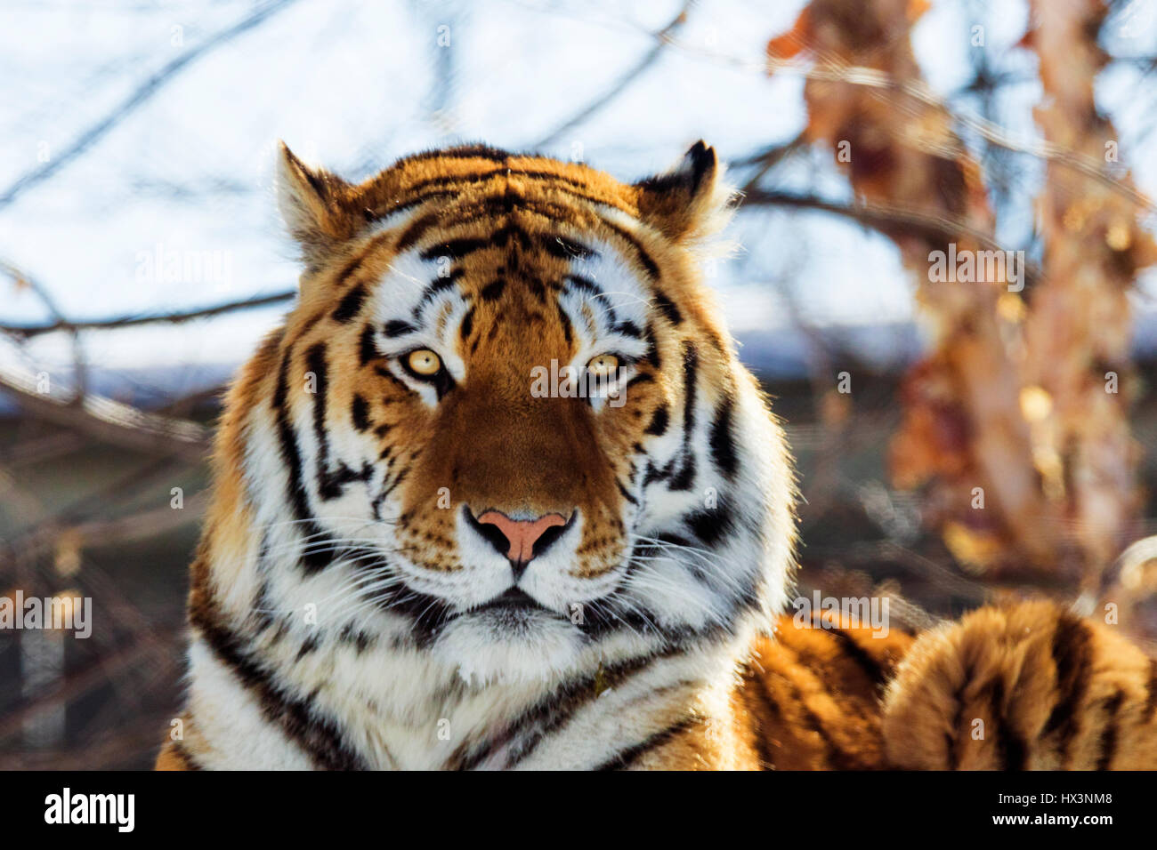 Siberian tiger hi-res stock photography and images - Alamy
