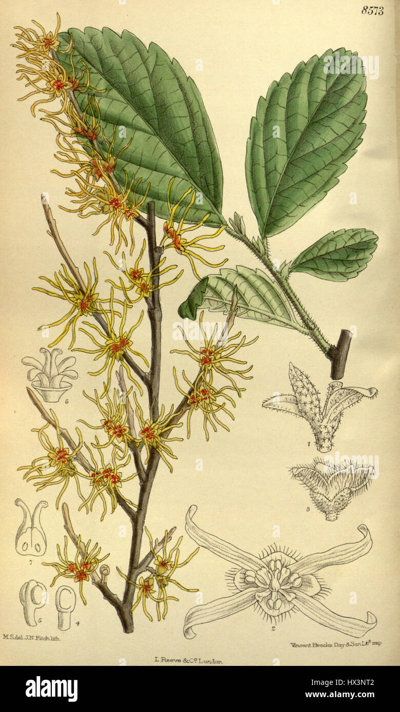 Hamamelis vernalis 140 8573 Stock Photo - Alamy