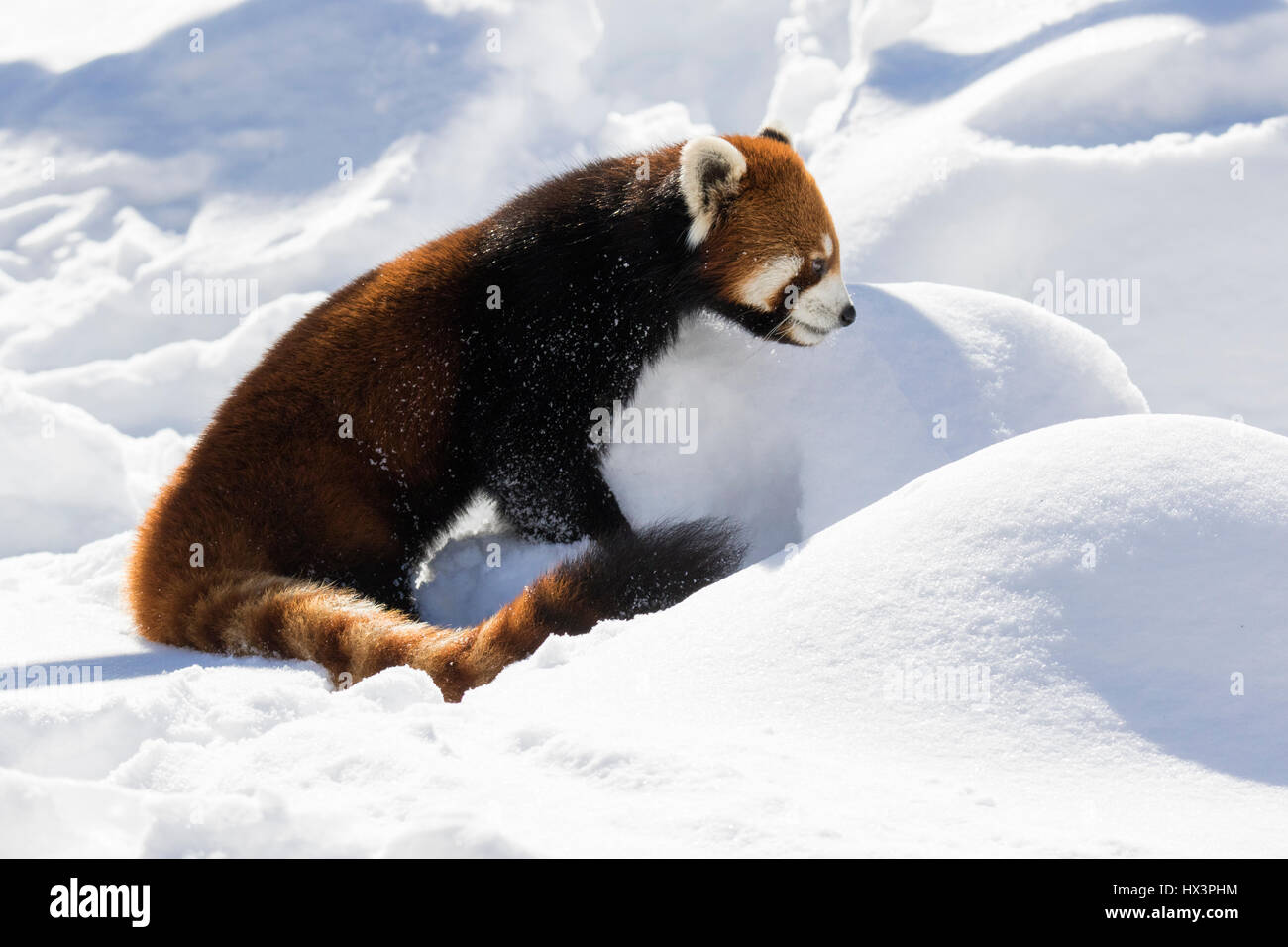 Red Panda ( Ailurus fulgens Stock Photo - Alamy