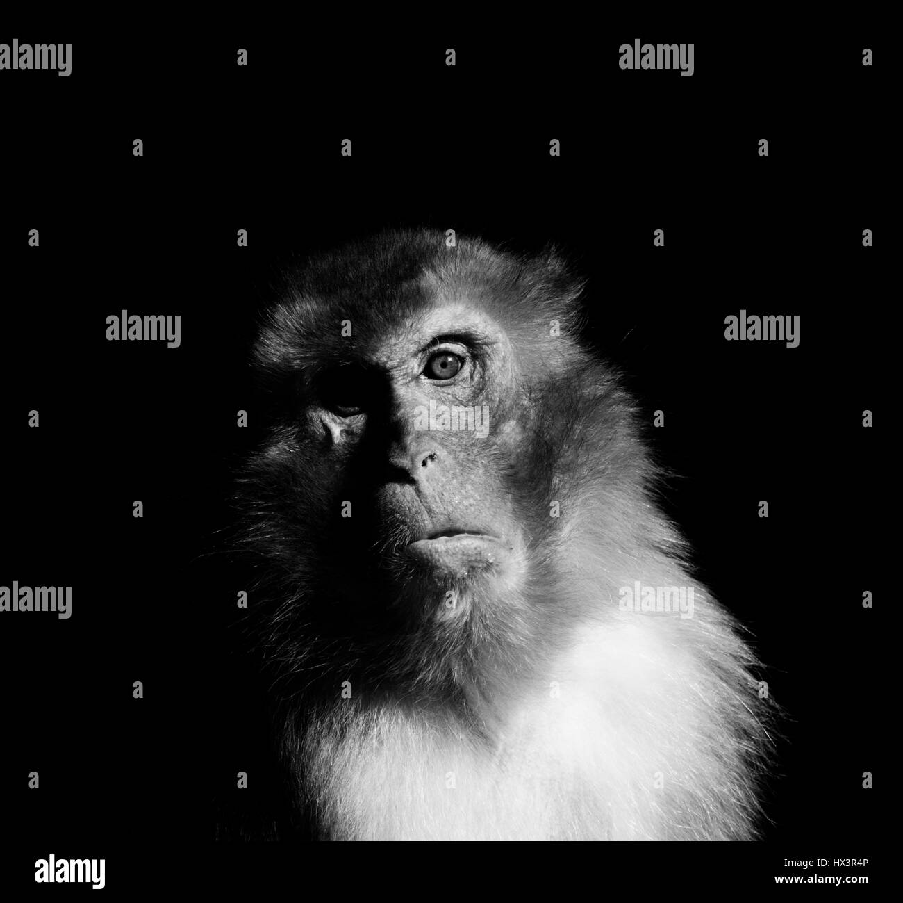 Grooming in hot spring water Black and White Stock Photos & Images - Alamy