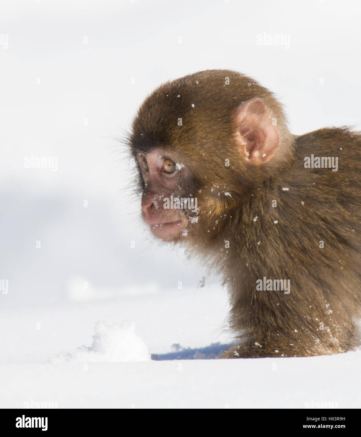 Monkey washing hair snow monkey hi-res stock photography and images - Alamy