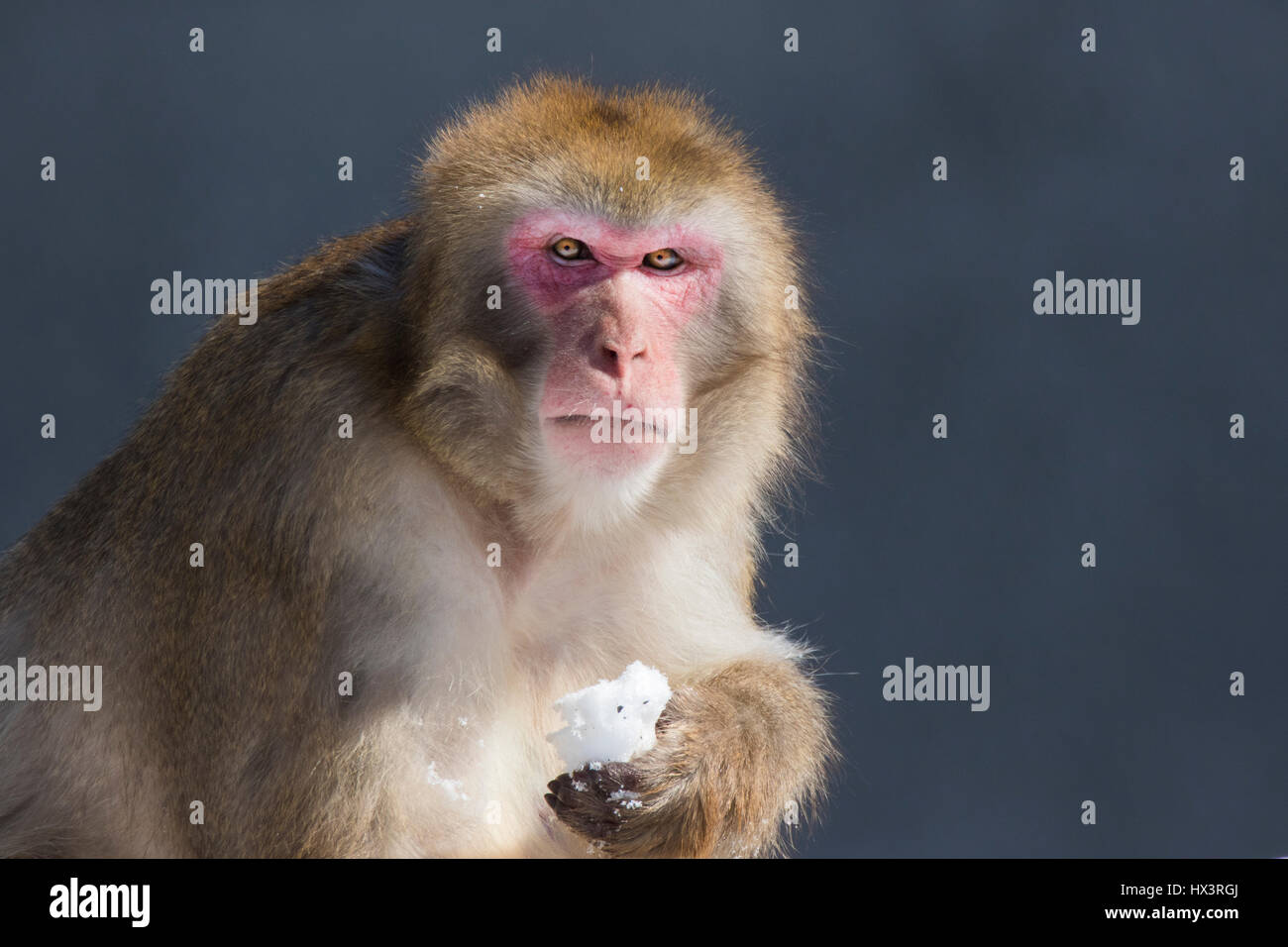 Monkey washing hair snow monkey hi-res stock photography and images - Alamy