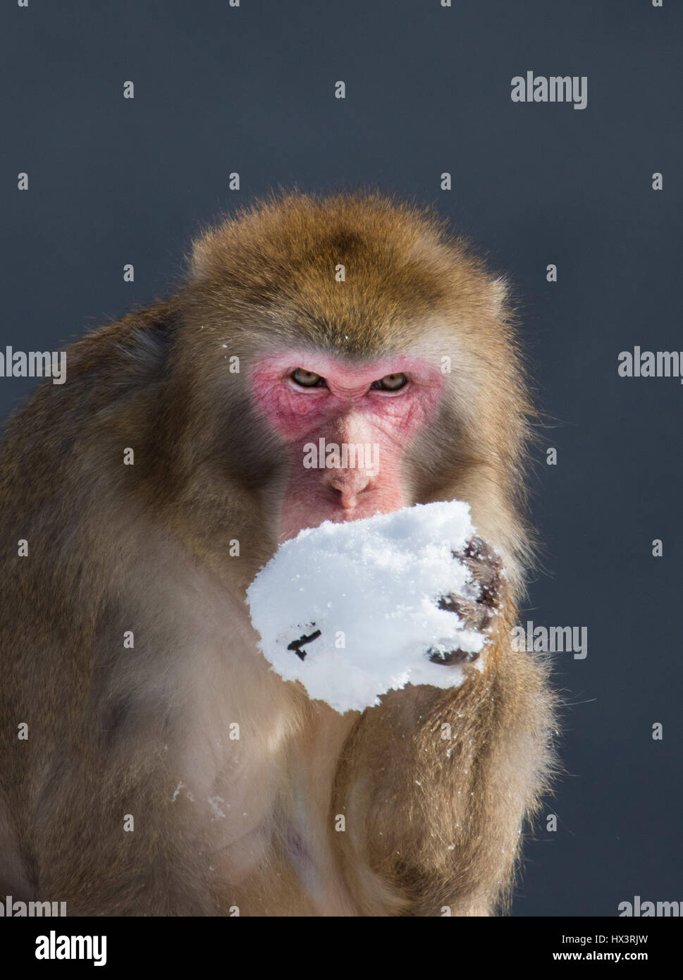 Monkey washing hair snow monkey hi-res stock photography and images - Alamy