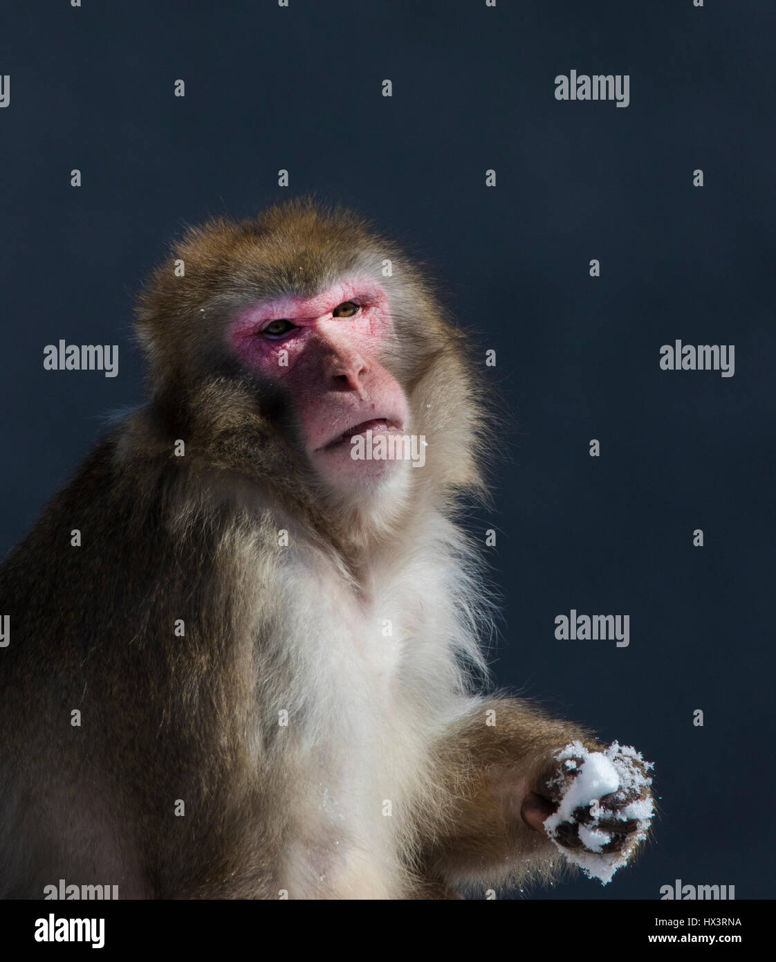 Monkey washing hair snow monkey hi-res stock photography and images - Alamy