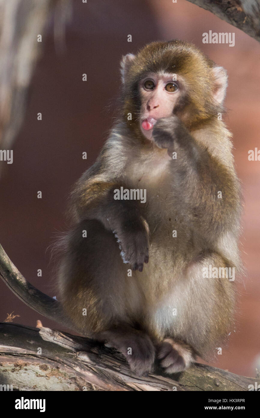 Monkey washing hair snow monkey hi-res stock photography and images - Alamy