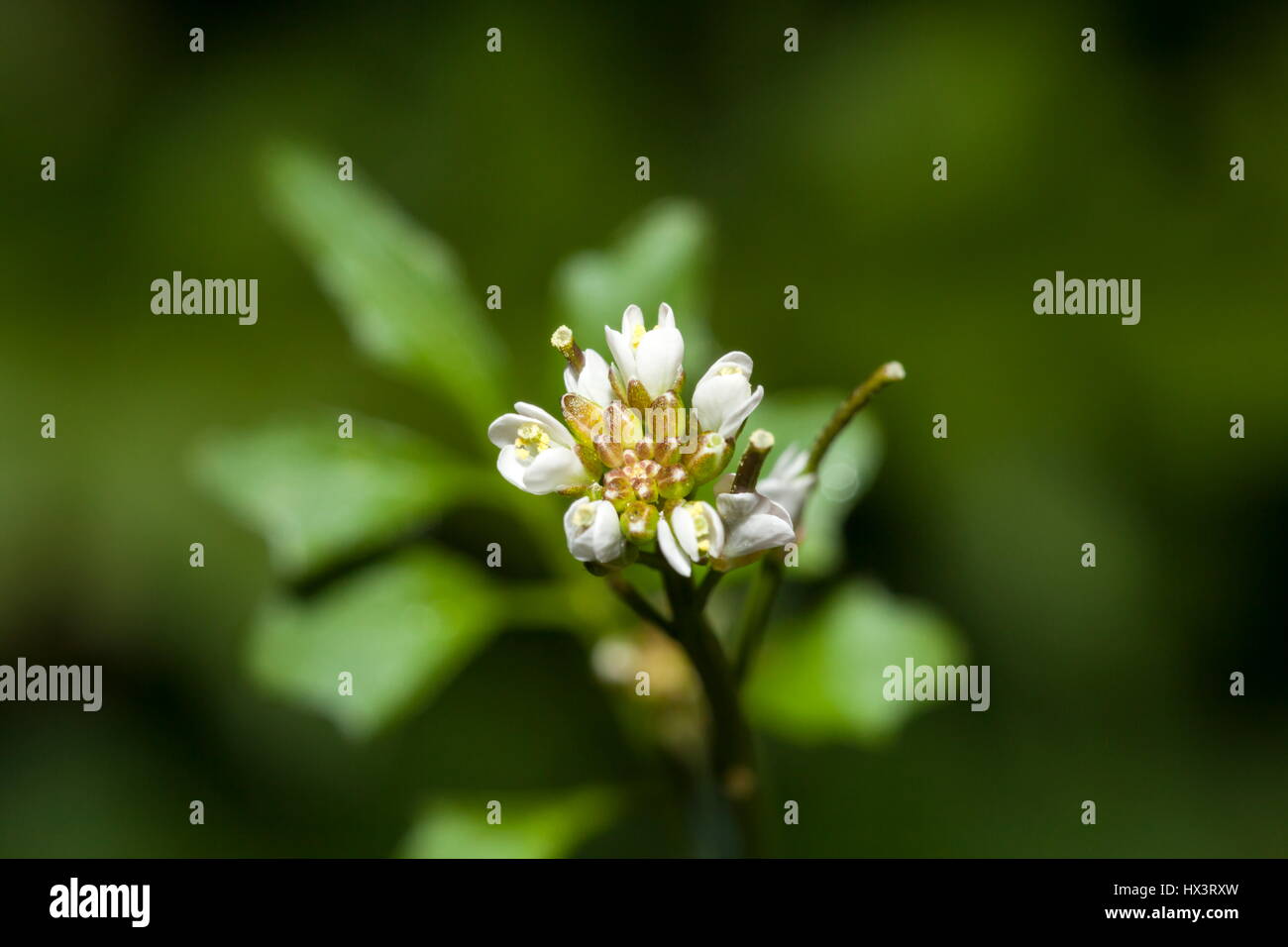 Commonal hi-res stock photography and images - Alamy