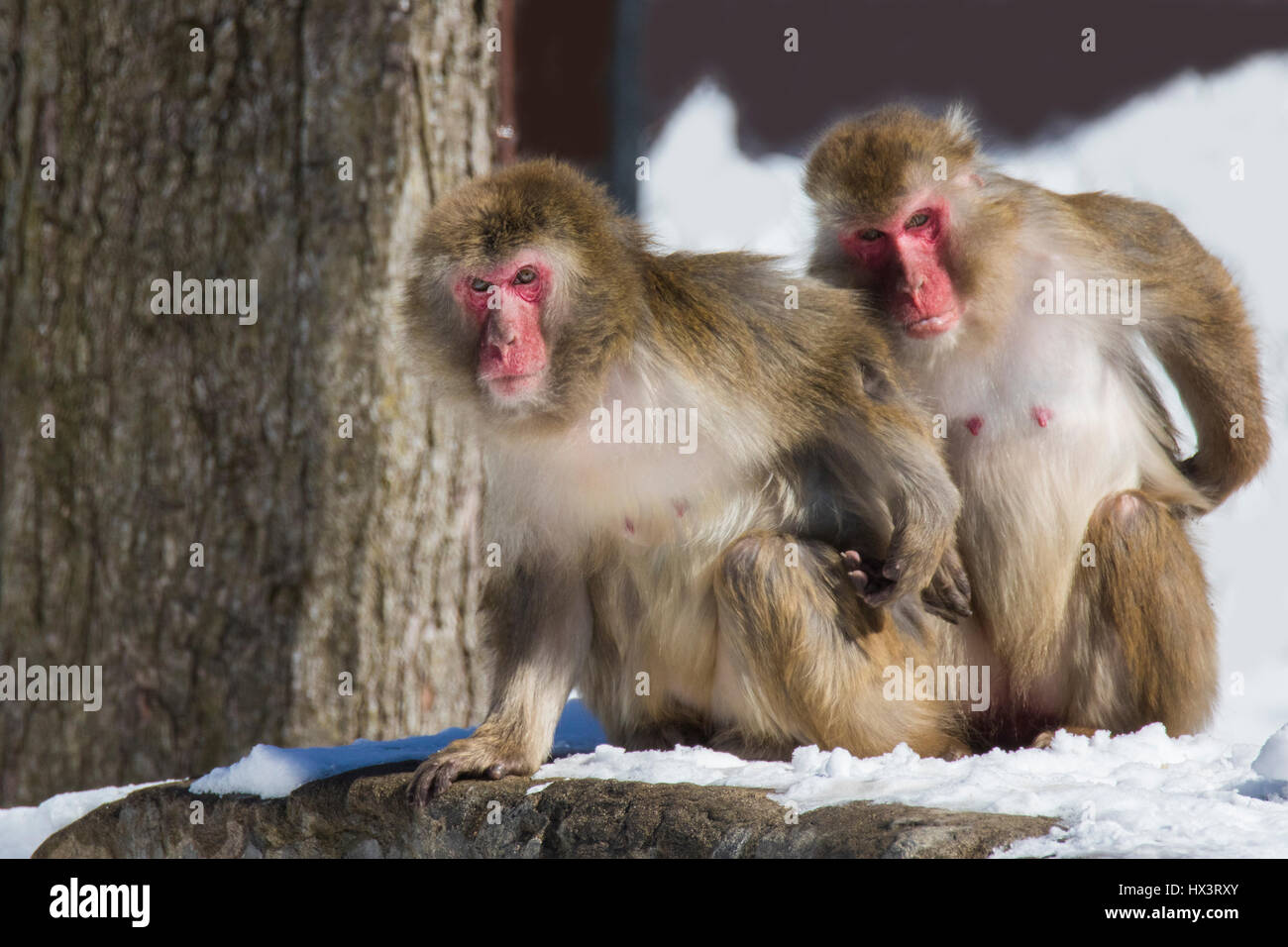 Close up japanese macaque grooming hi-res stock photography and images ...