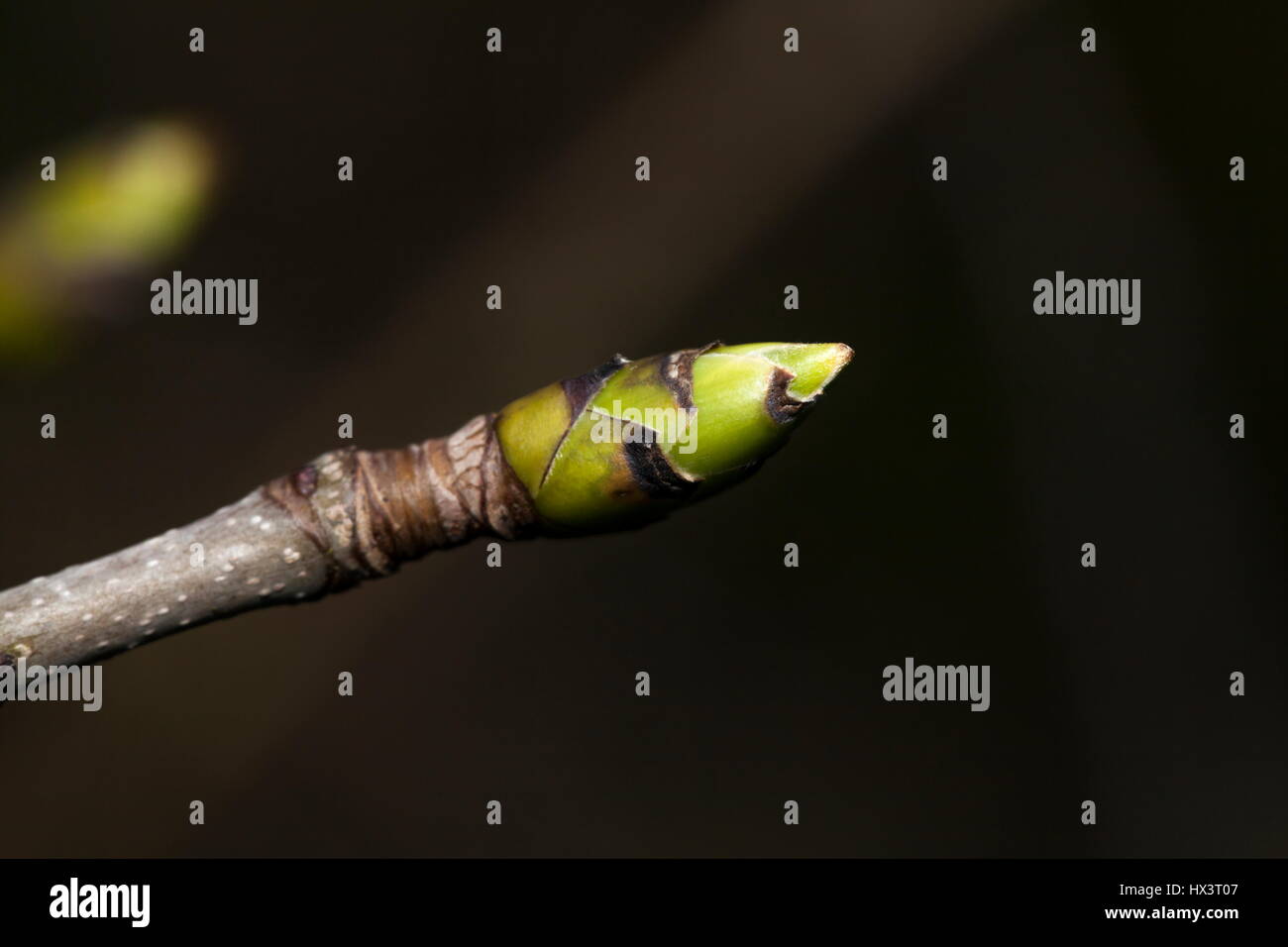 Sycamore leaf bud hi-res stock photography and images - Alamy