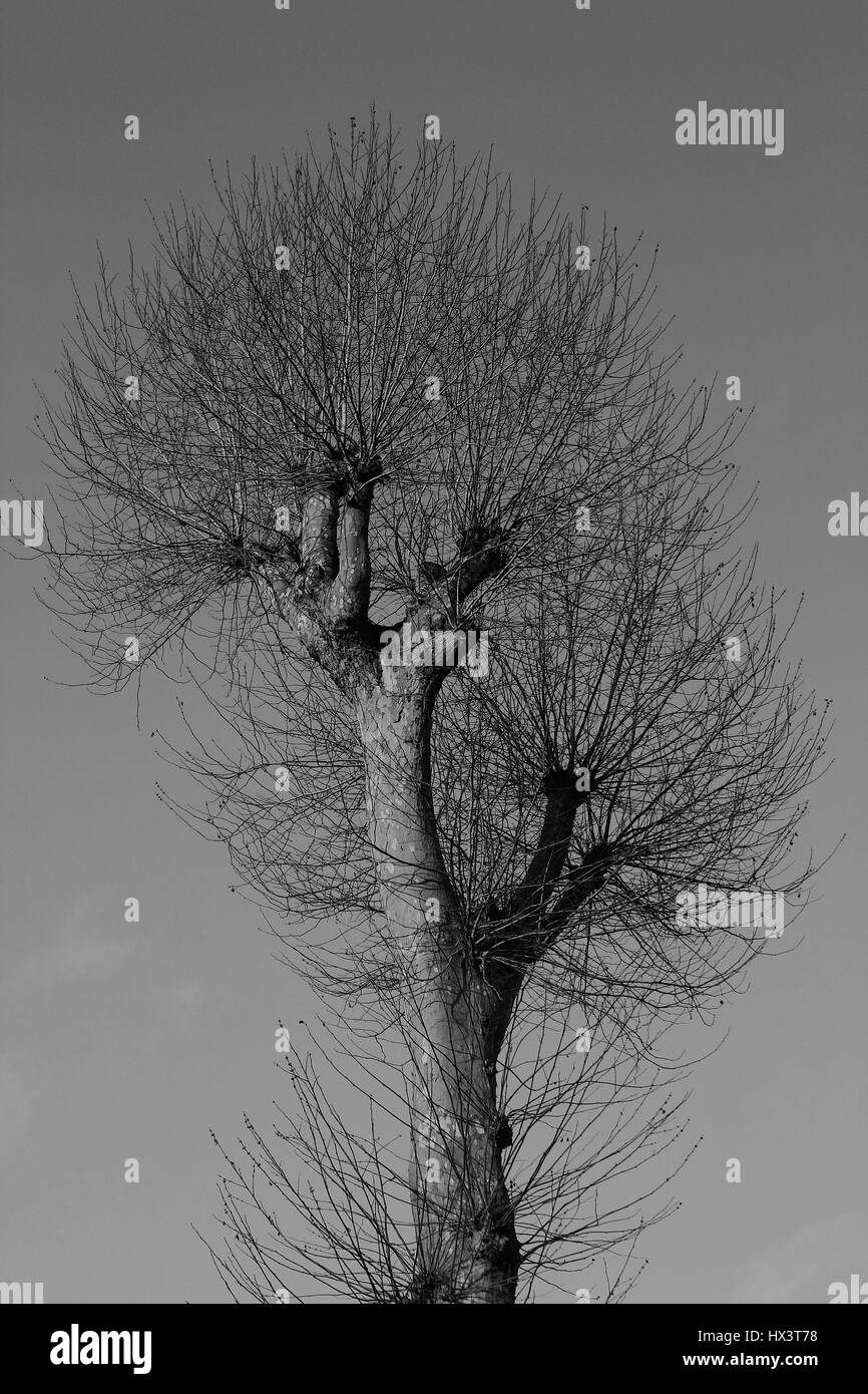 Vine branch spring Black and White Stock Photos & Images - Alamy