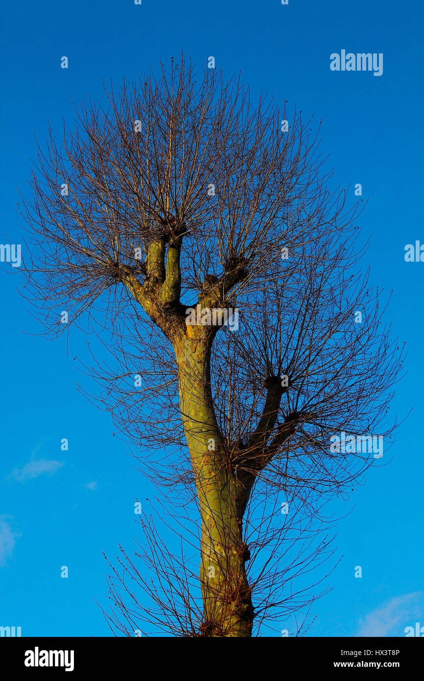 Tree with small and twisted branches Stock Photo - Alamy