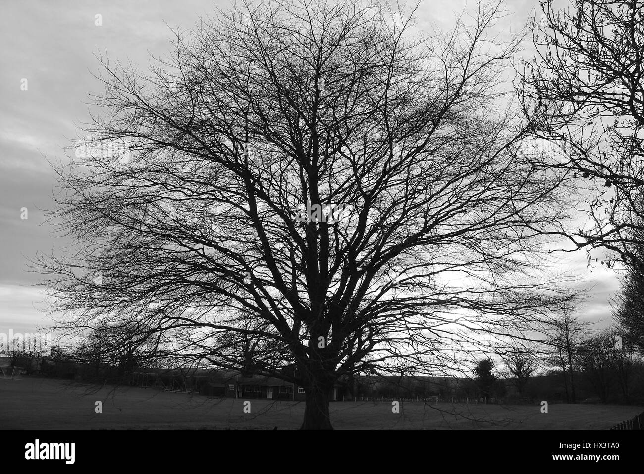 Tree with small and twisted branches Stock Photo - Alamy