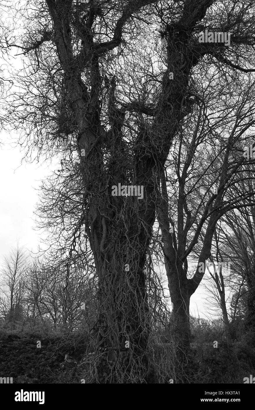 Vine branch spring Black and White Stock Photos & Images - Alamy