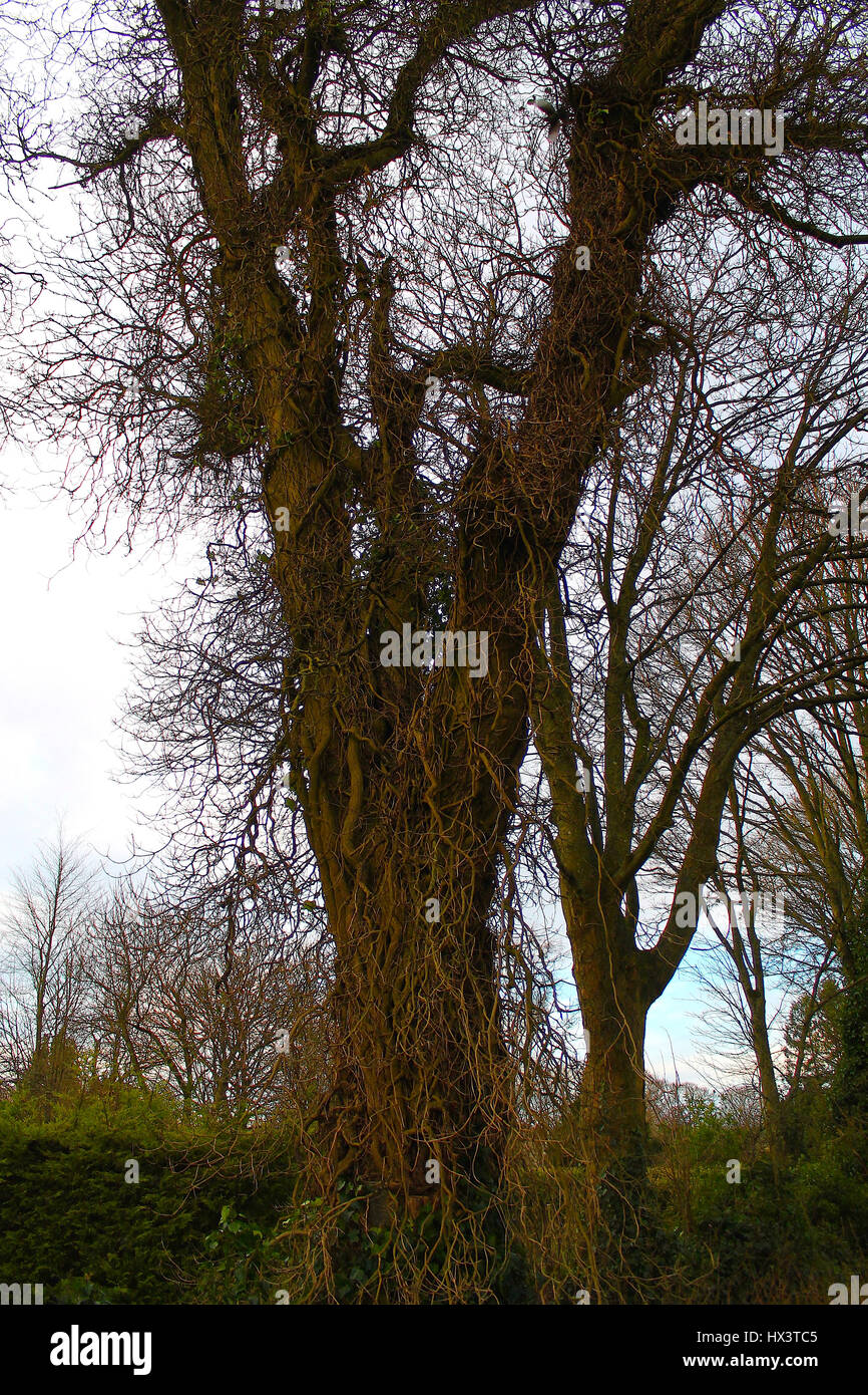 Tree small twisted branches hi-res stock photography and images - Alamy