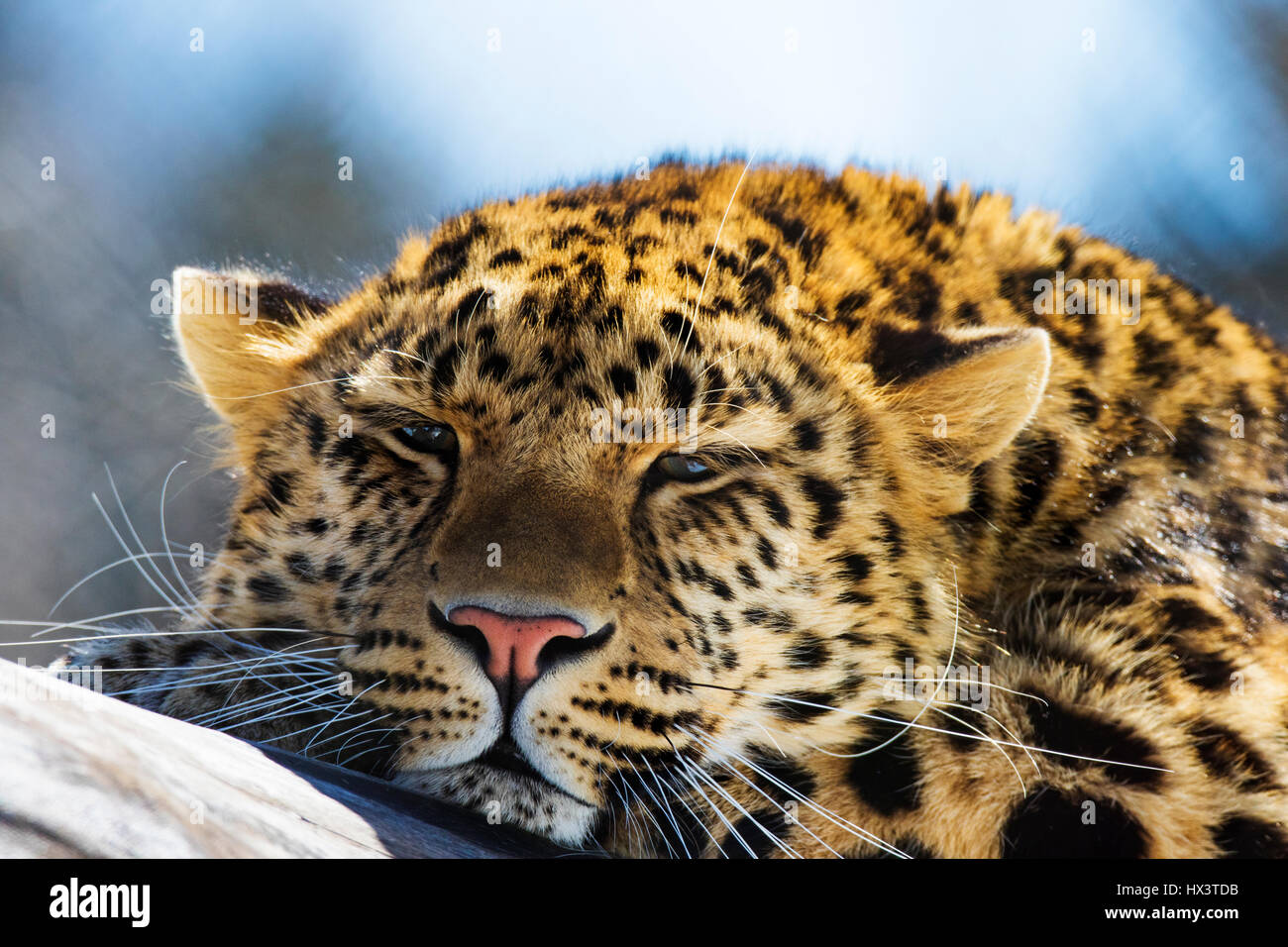 Amur leopard hunting hi-res stock photography and images - Alamy
