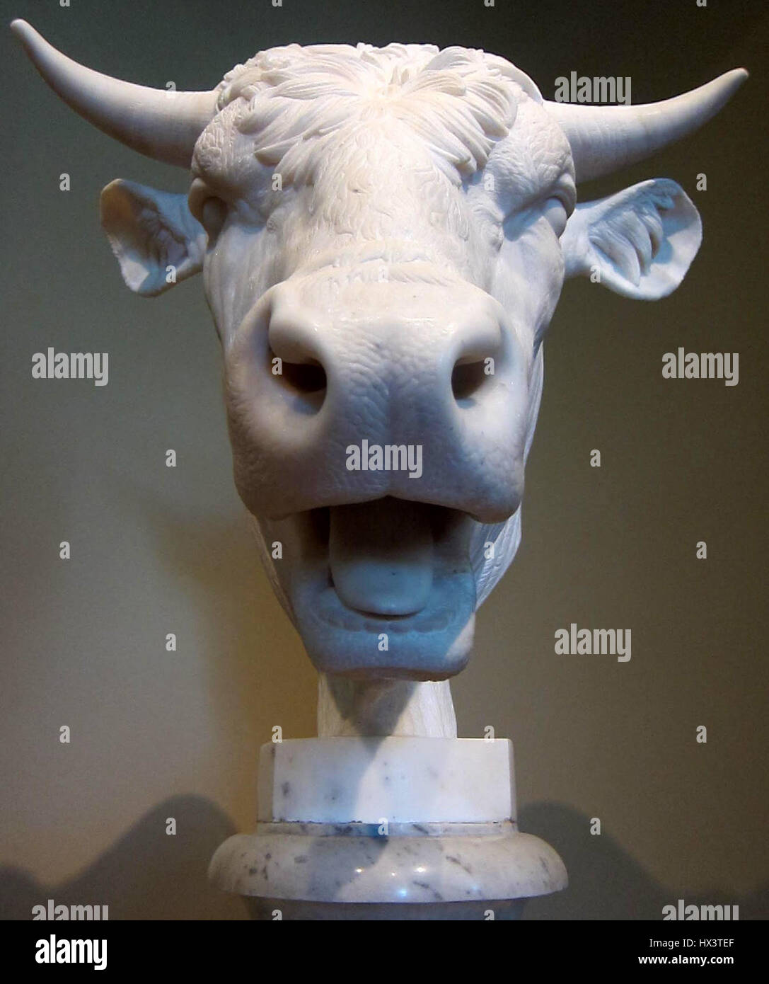 Head of a Bull 2 Stock Photo - Alamy