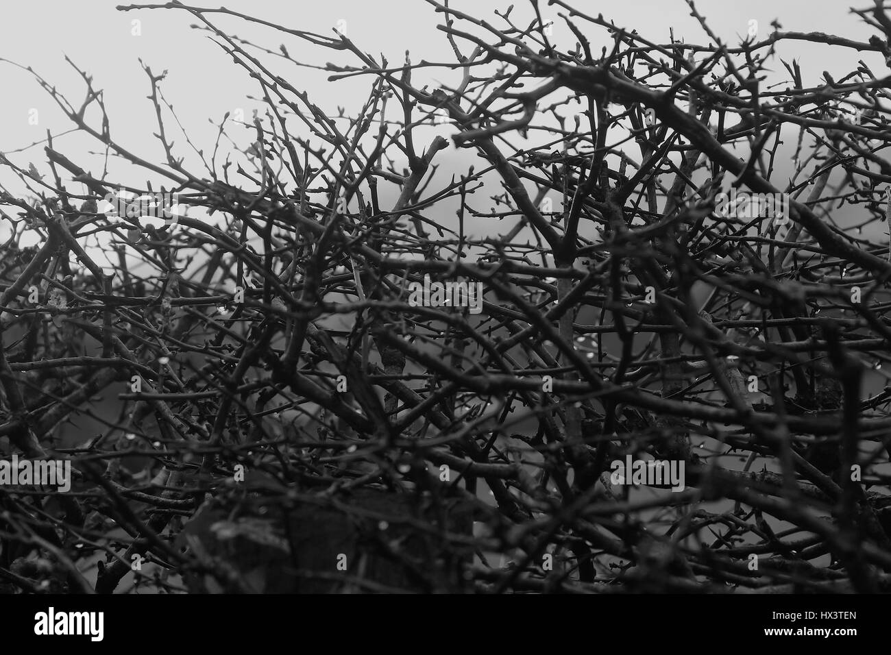 Vine branch spring Black and White Stock Photos & Images - Alamy