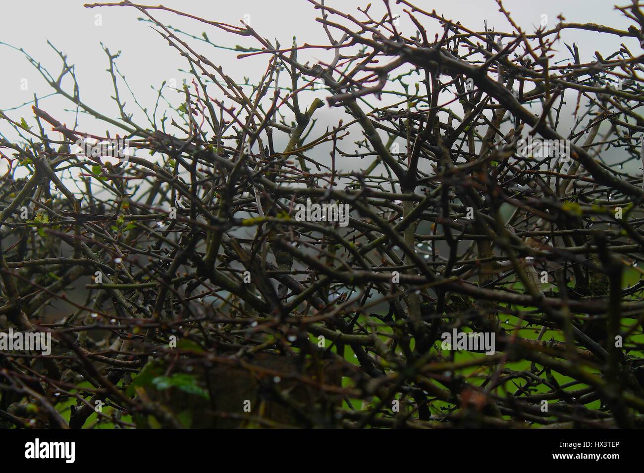 Twisted vine tree hi-res stock photography and images - Alamy