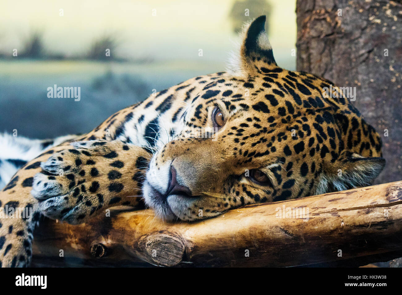 Male jaguar vertical hi-res stock photography and images - Alamy