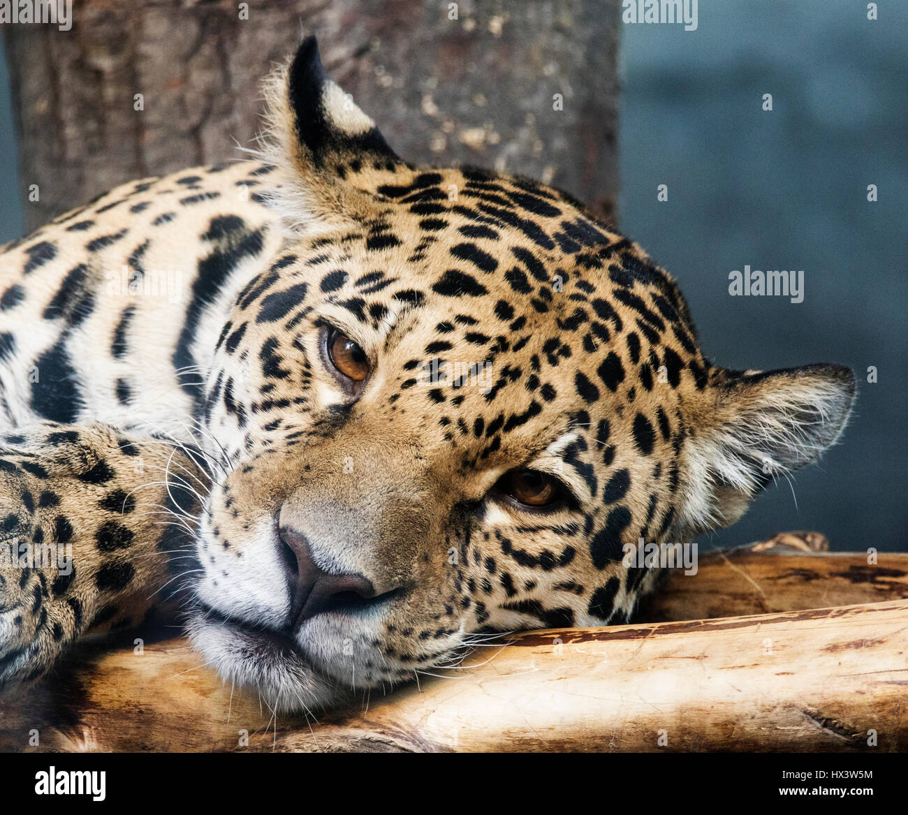 Jaguar animal male vertical hi-res stock photography and images - Alamy