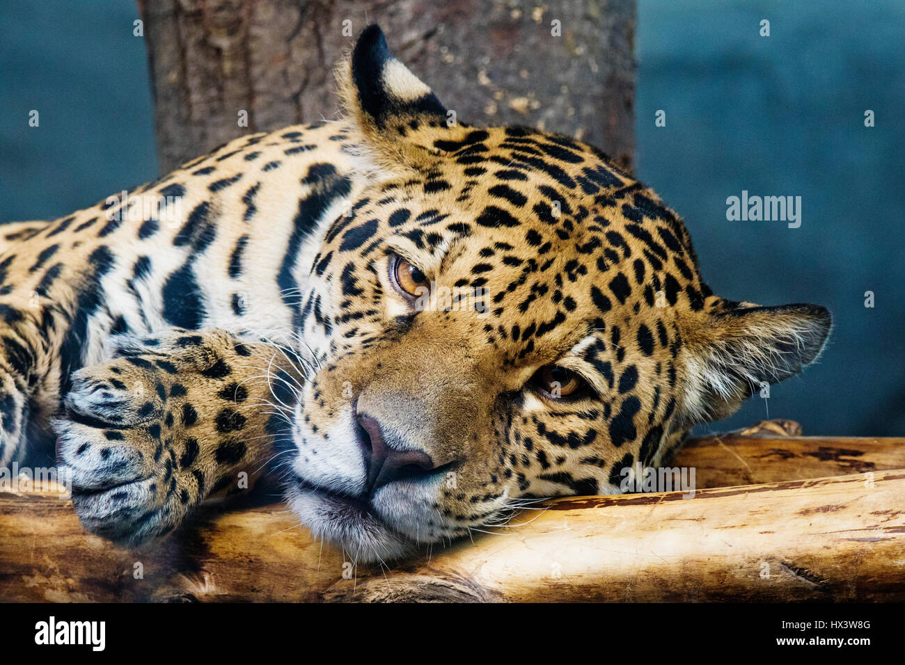 Male jaguar vertical hi-res stock photography and images - Alamy
