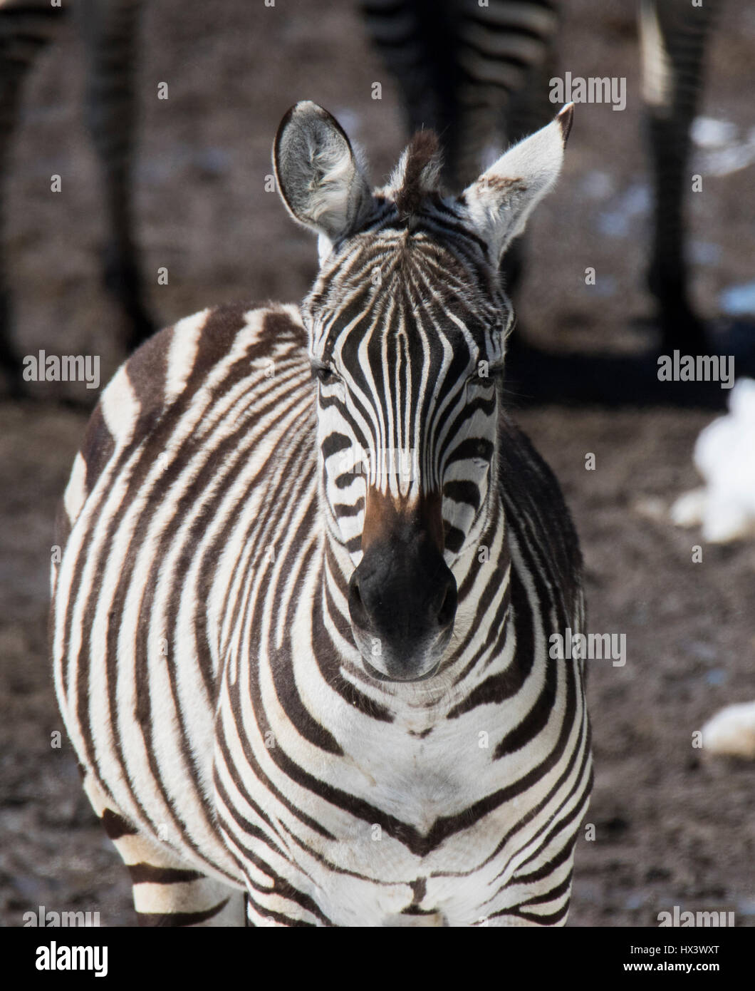 Zebra coat fashion hi-res stock photography and images - Alamy