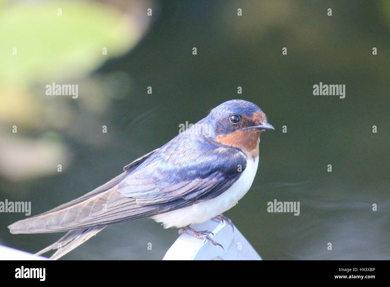 Swallow bird perched on a boat by the lake Stock Photo - Alamy