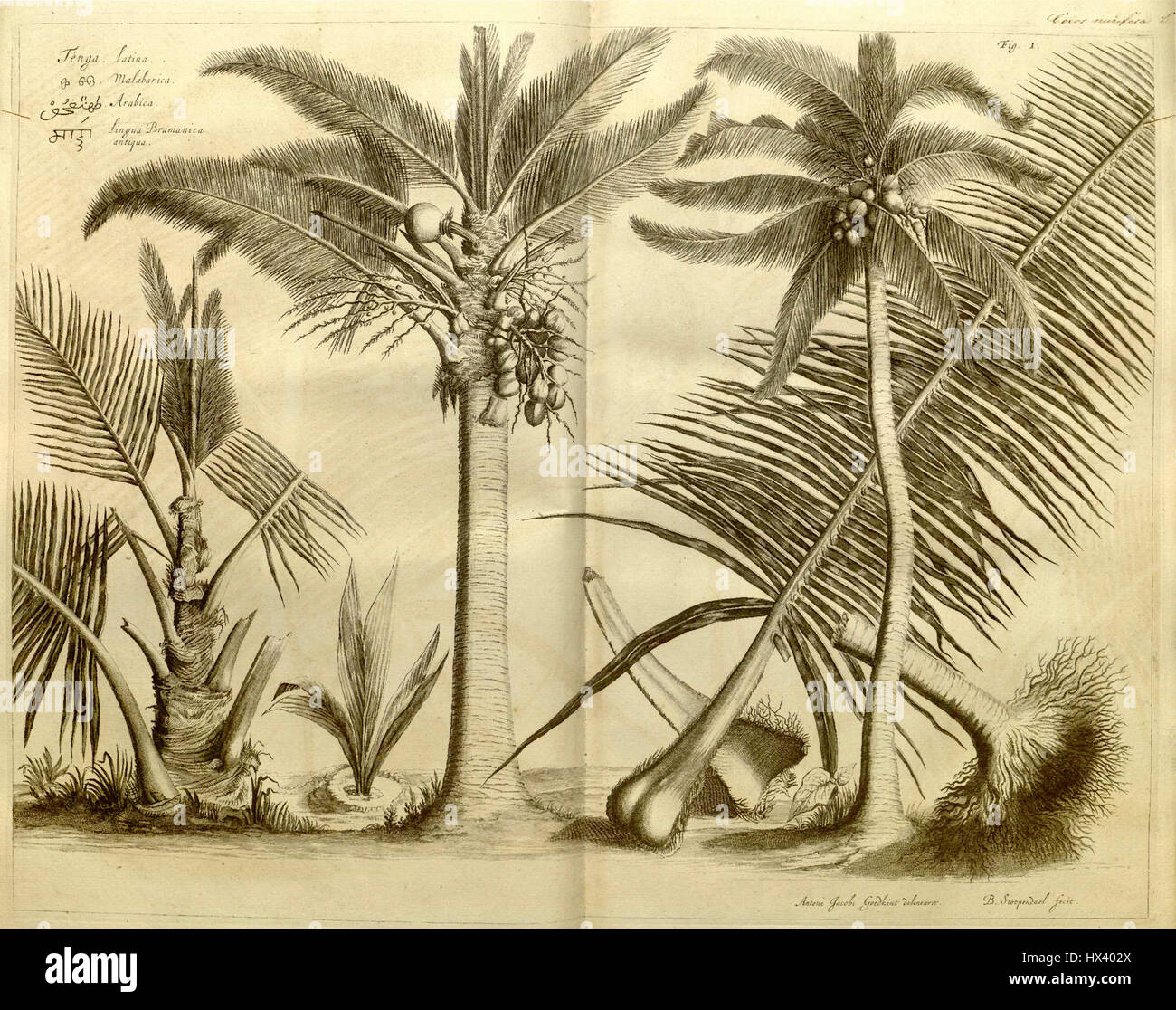 Hortus Malabaricus Thengu Stock Photo - Alamy