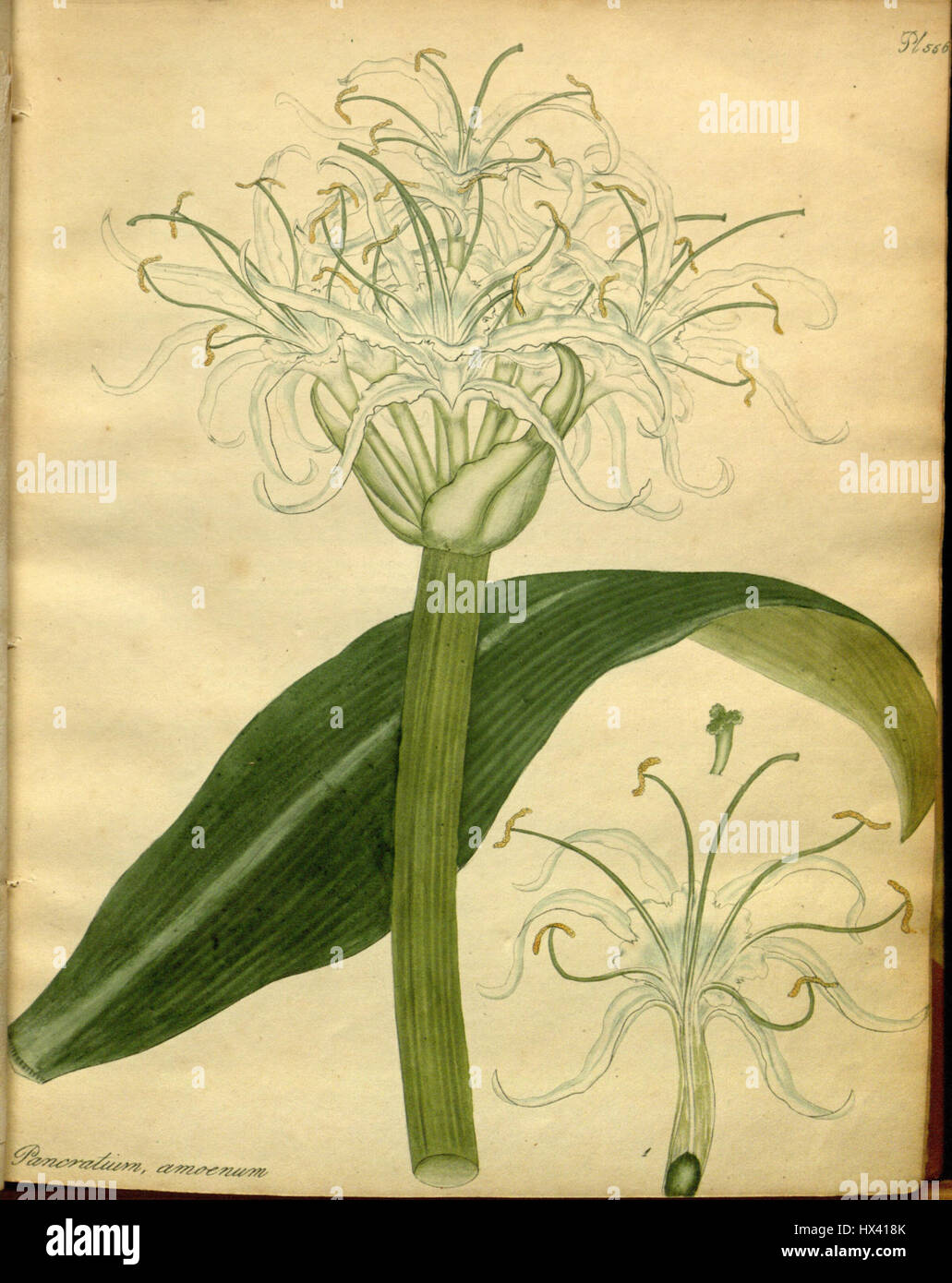 Spider lily hymenocallis species hi-res stock photography and images ...