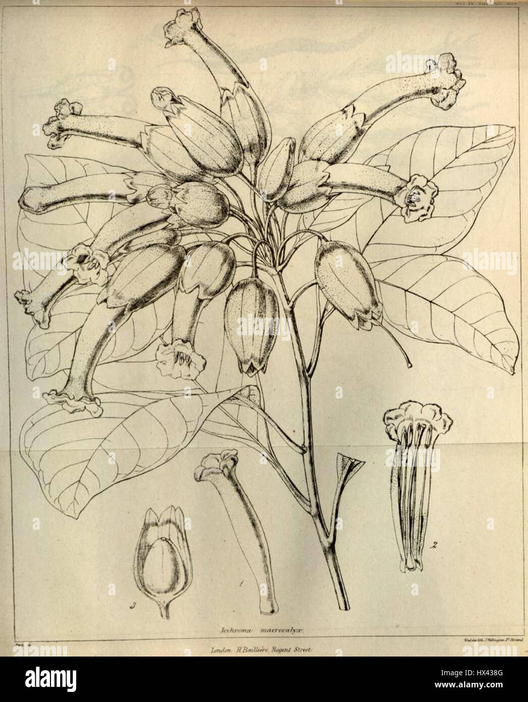 Iochroma calycinum hi-res stock photography and images - Alamy