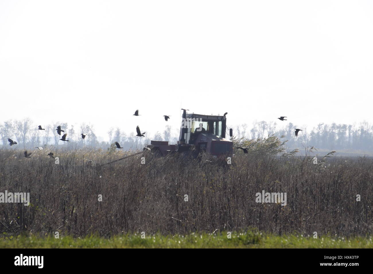 Circling crows hi-res stock photography and images - Alamy