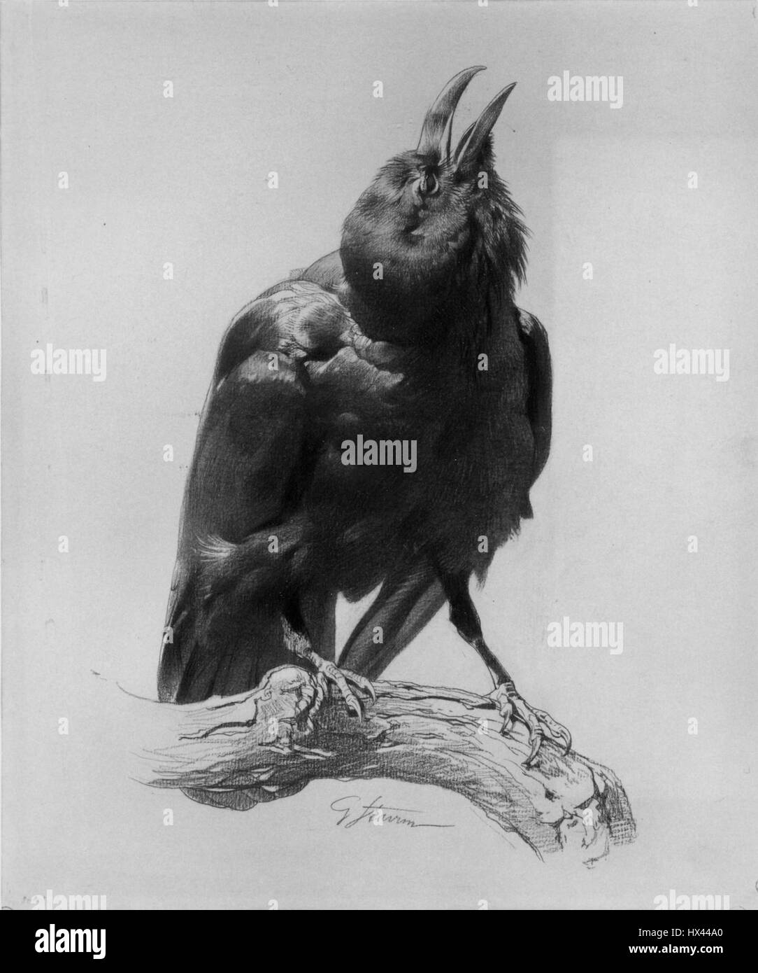 Jackdaw painting hi-res stock photography and images - Alamy