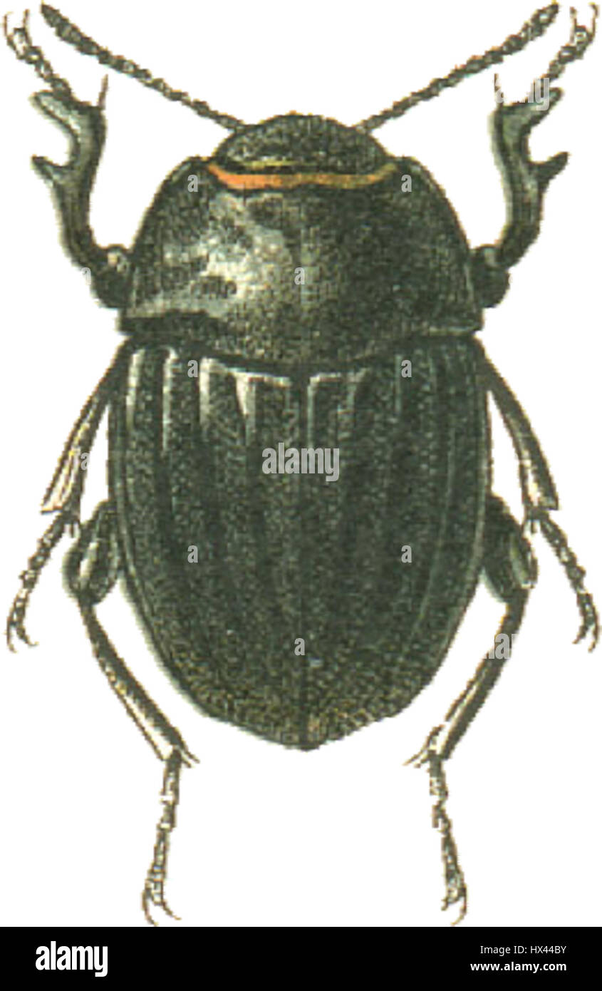 Jacobs74 erodius 4 lineatus Stock Photo - Alamy