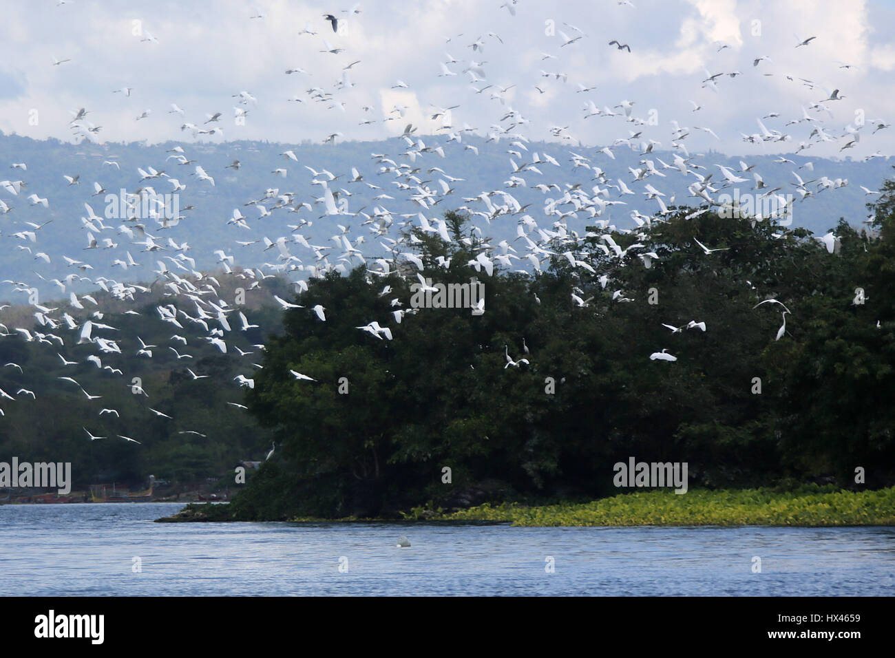 Batangas, Philippines. 24th Mar, 2017. A flock of egrets fly over trees ...