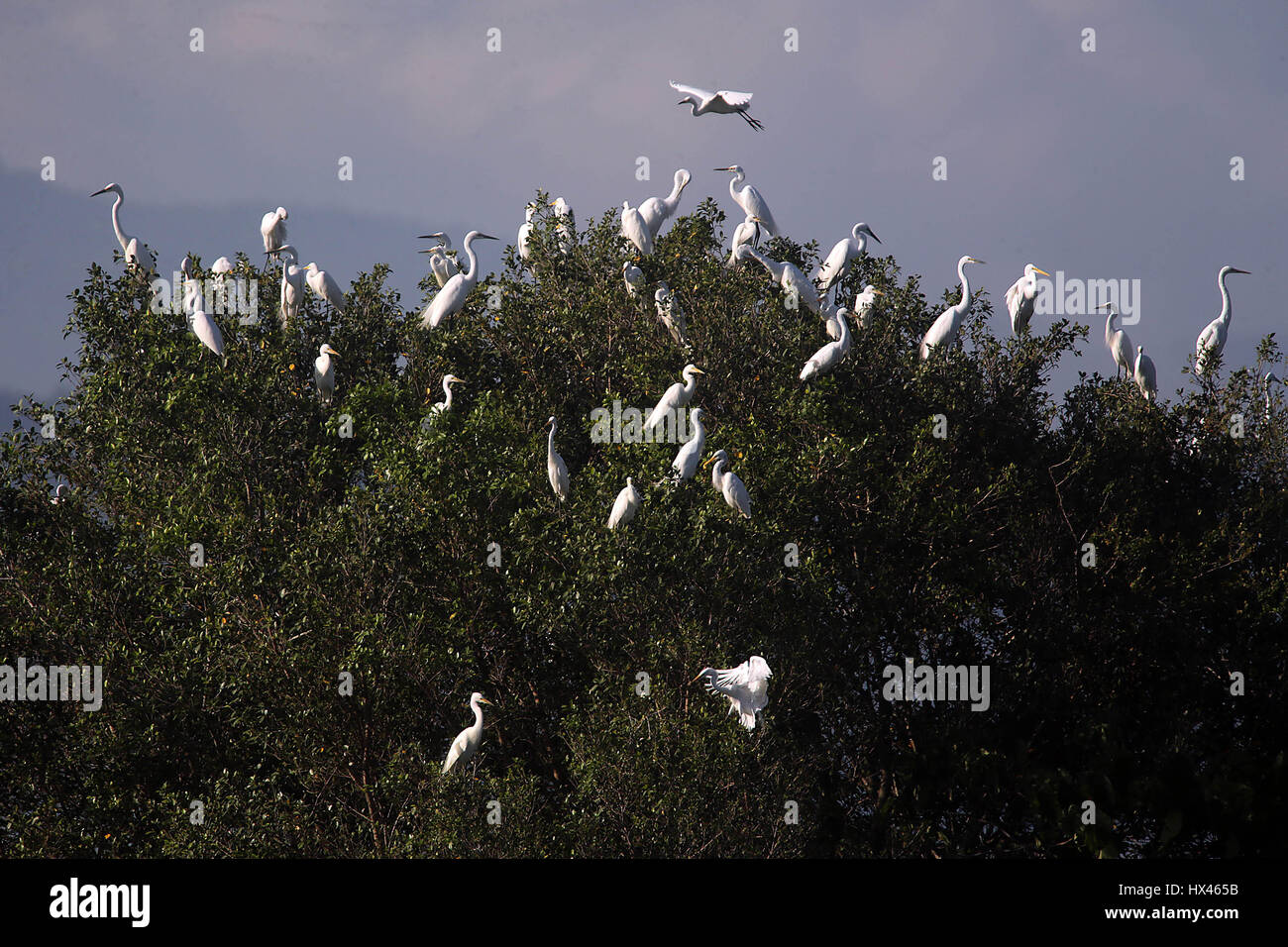 Taal trees hi-res stock photography and images - Alamy