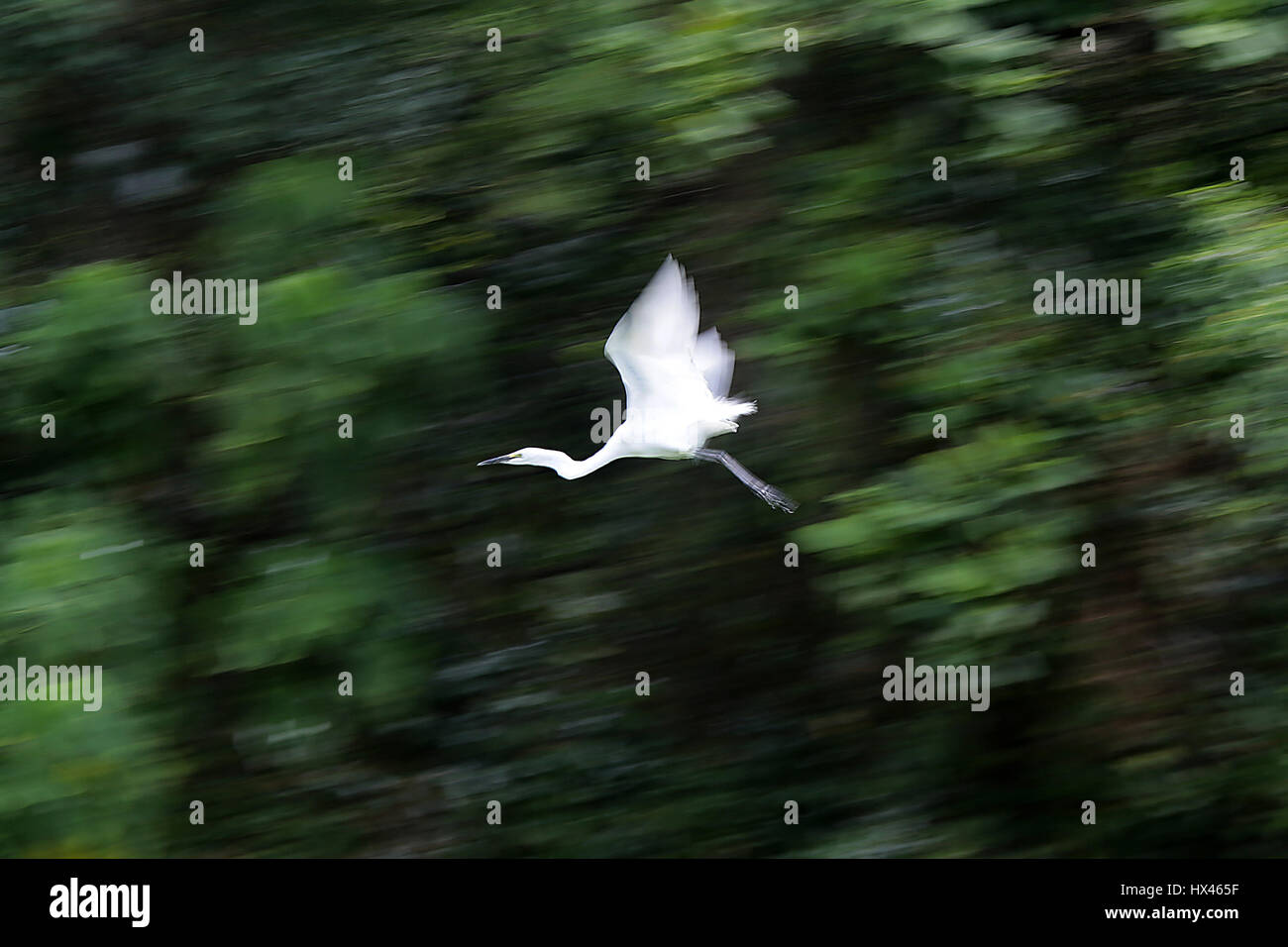 Batangas, Philippines. 24th Mar, 2017. An egret flies over trees at ...