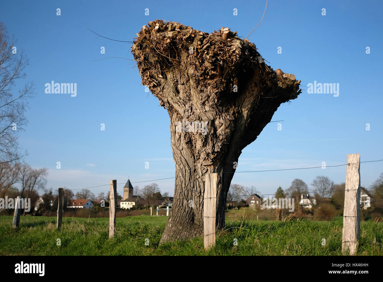 Duesseldorf, Germany. 23rd Mar, 2017. A pruned pollard willow in ...